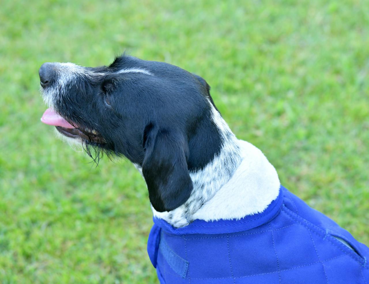 WEATHERBEETA COMFITEC DELUXE DIAMOND QUILT DOG COAT | Weatherbeeta ...